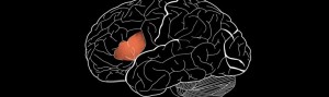 Les multiples fonctions de l'aire de Broca | Labortho
